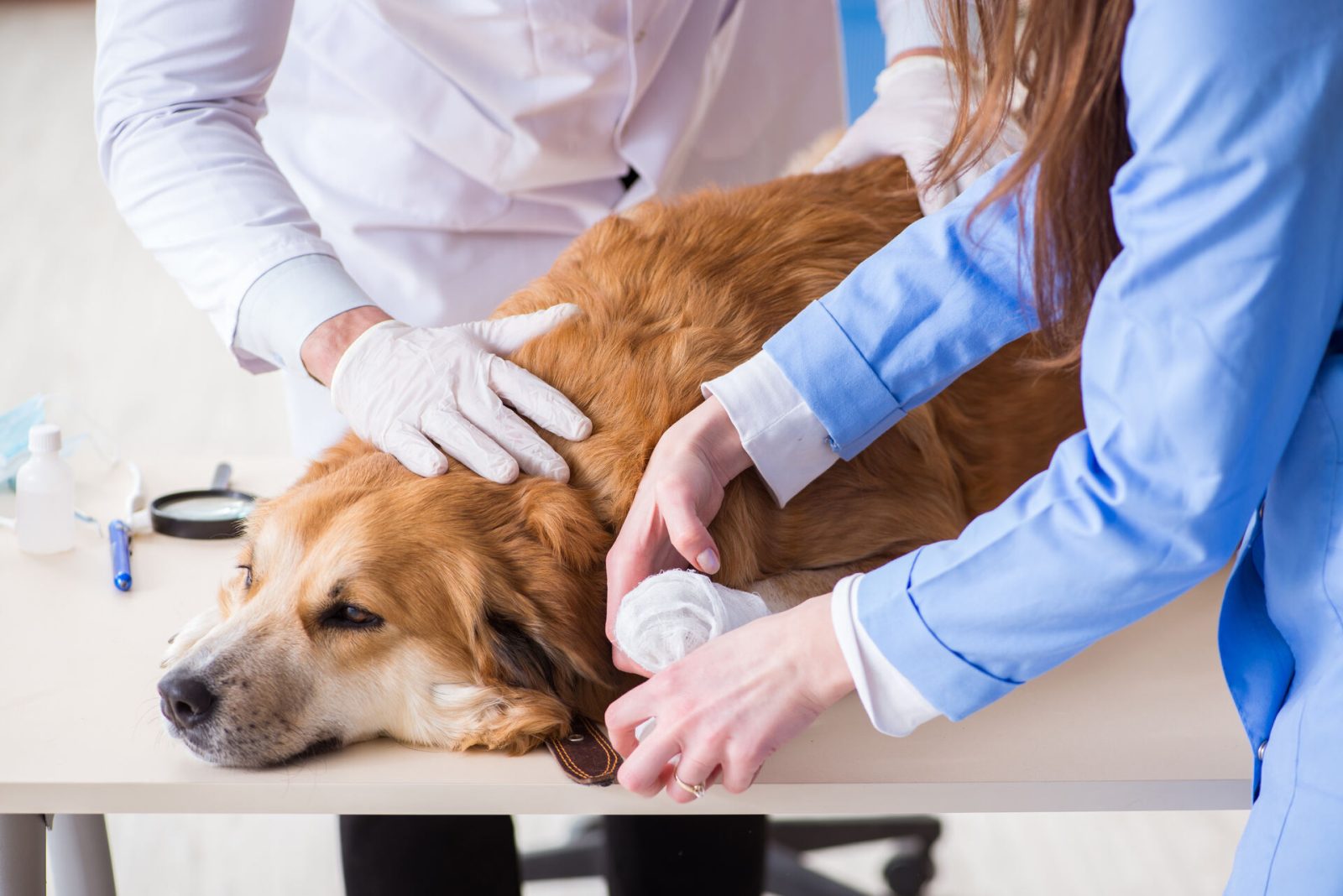 Pet Referrals | Oxford | Oxford Veterinary Specialists